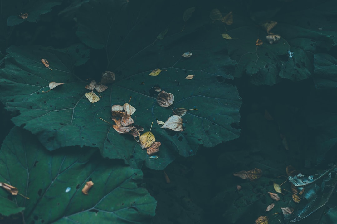 Burdock Root for Skin and Detox - Herbal Clinic | Tinctures & Teas